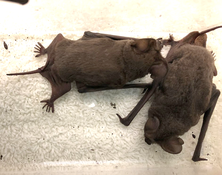 Bats nesting behind mural of St. Francis of Assisi get a wake-up call ...